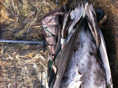 Banded Teal | threeriversduckclub.com